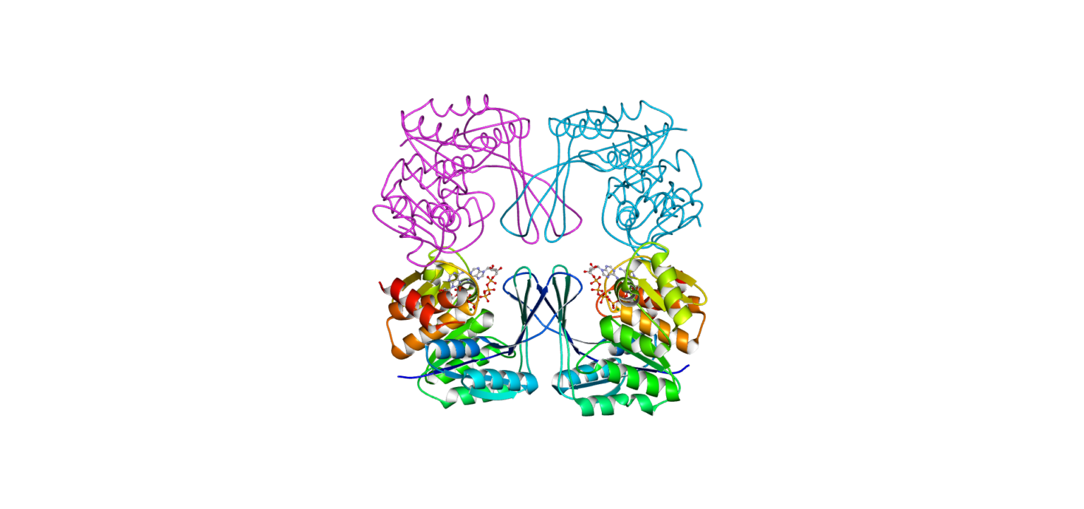 【大学の生化学】解糖系と糖新生の協調的調節の仕組みについて、わかりやすく解説！ – ばけライフ