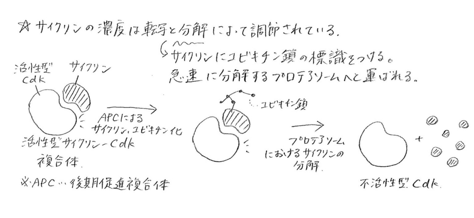 【大学の細胞生物学】細胞周期のしくみ、サイクリンとCdkの関係性について、わかりやすく解説！ – ばけライフ