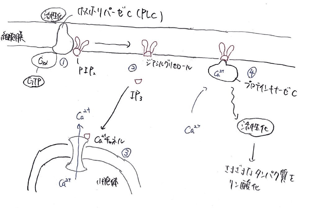 【大学の生化学】GPCRの性質についてわかりやすく解説！ – ばけライフ