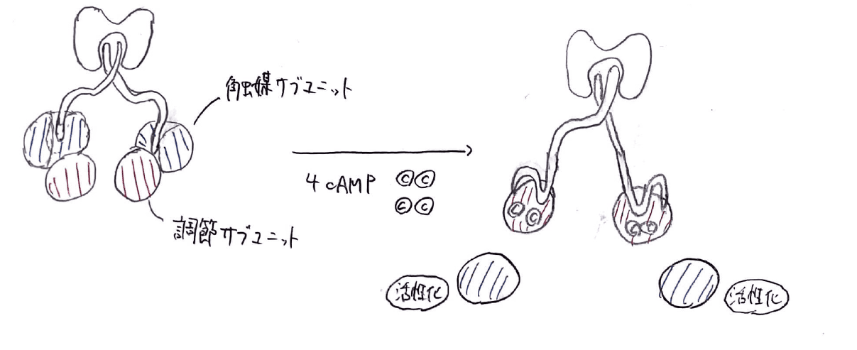 【大学の生化学】GPCRの性質についてわかりやすく解説！ – ばけライフ